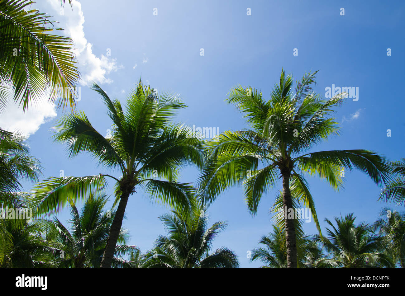 Green palm tree Stock Photo - Alamy