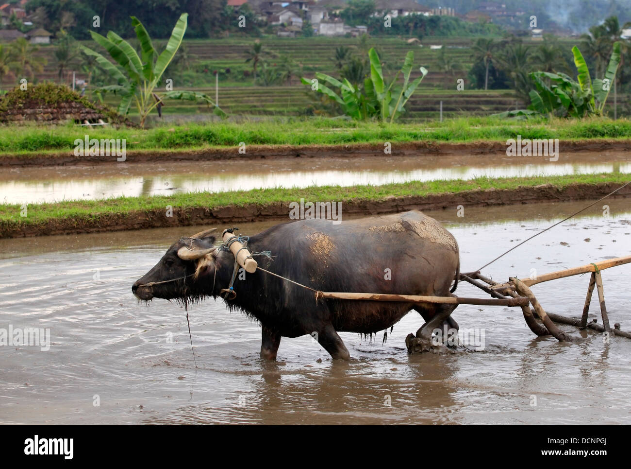 Buffalo in the field Stock Photo - Alamy