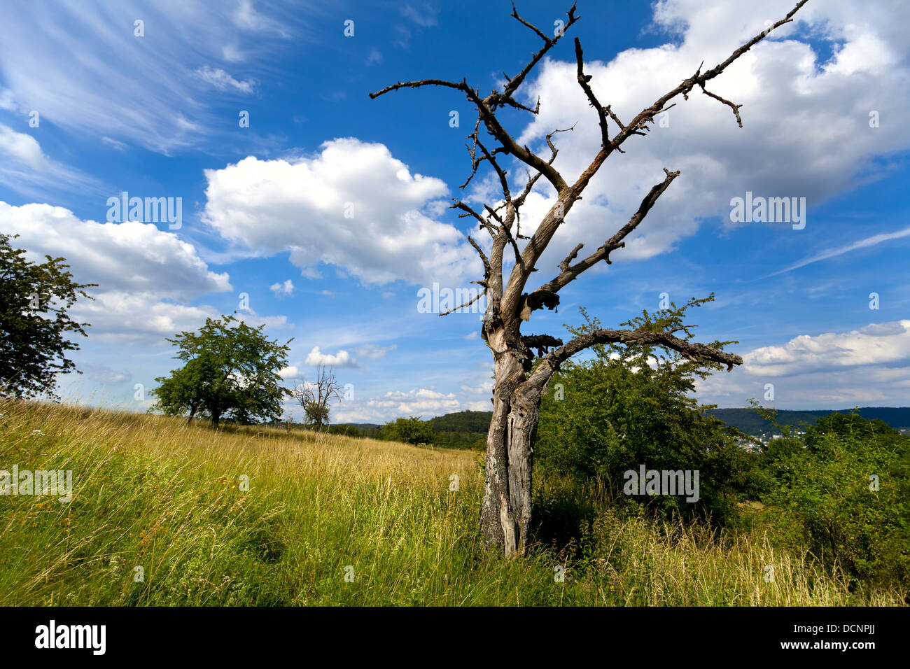 old dry tree over beautiful sky Stock Photo - Alamy
