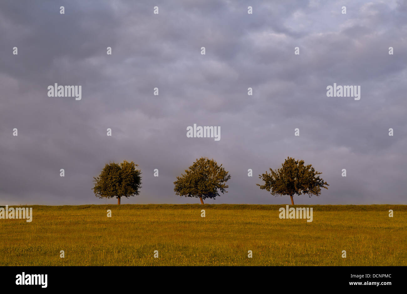three trees on horizon Stock Photo - Alamy