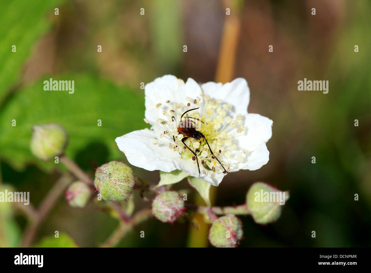 Rubus fruticosus flower Stock Photo - Alamy