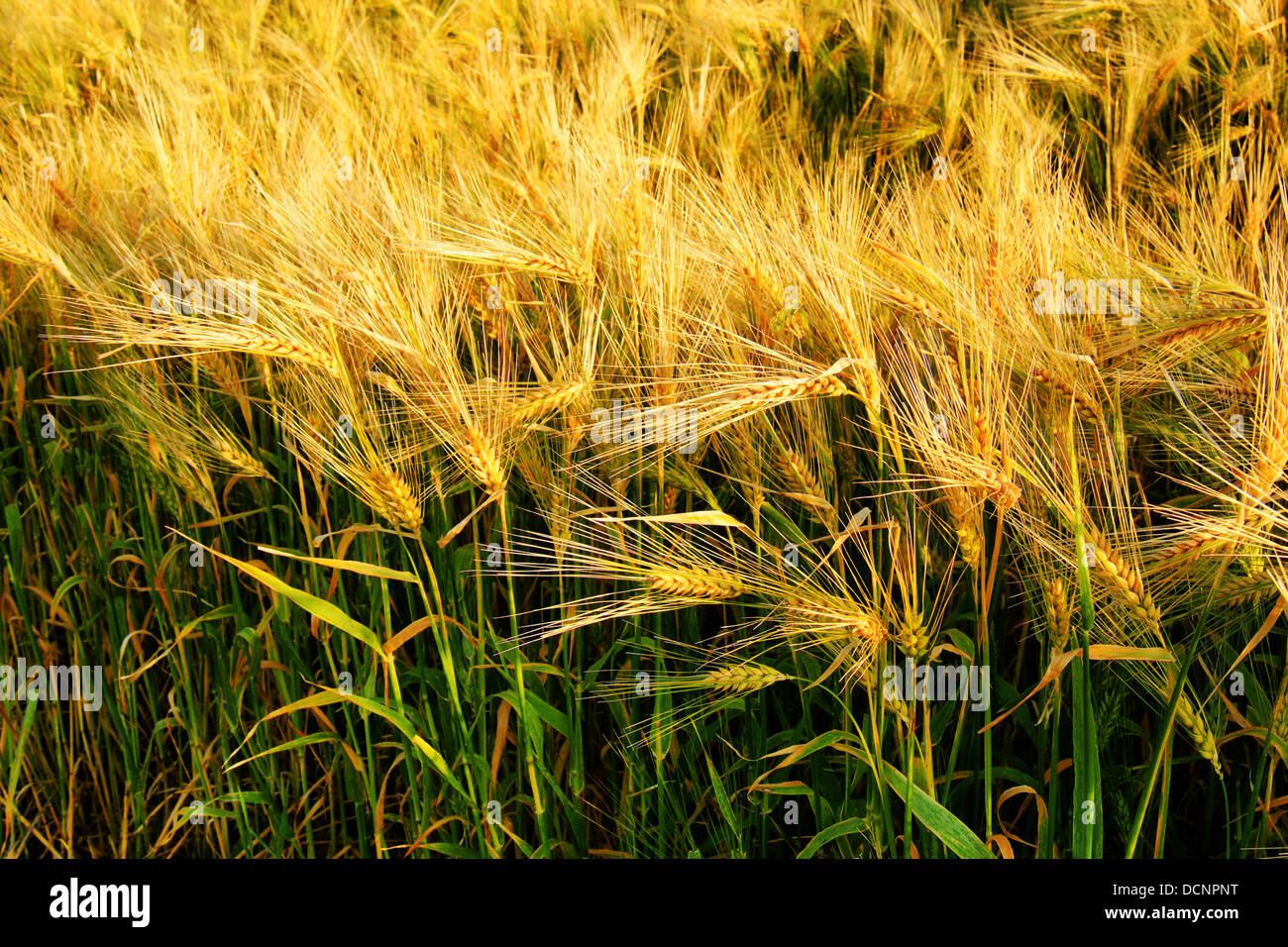 Barley growing hi-res stock photography and images - Alamy
