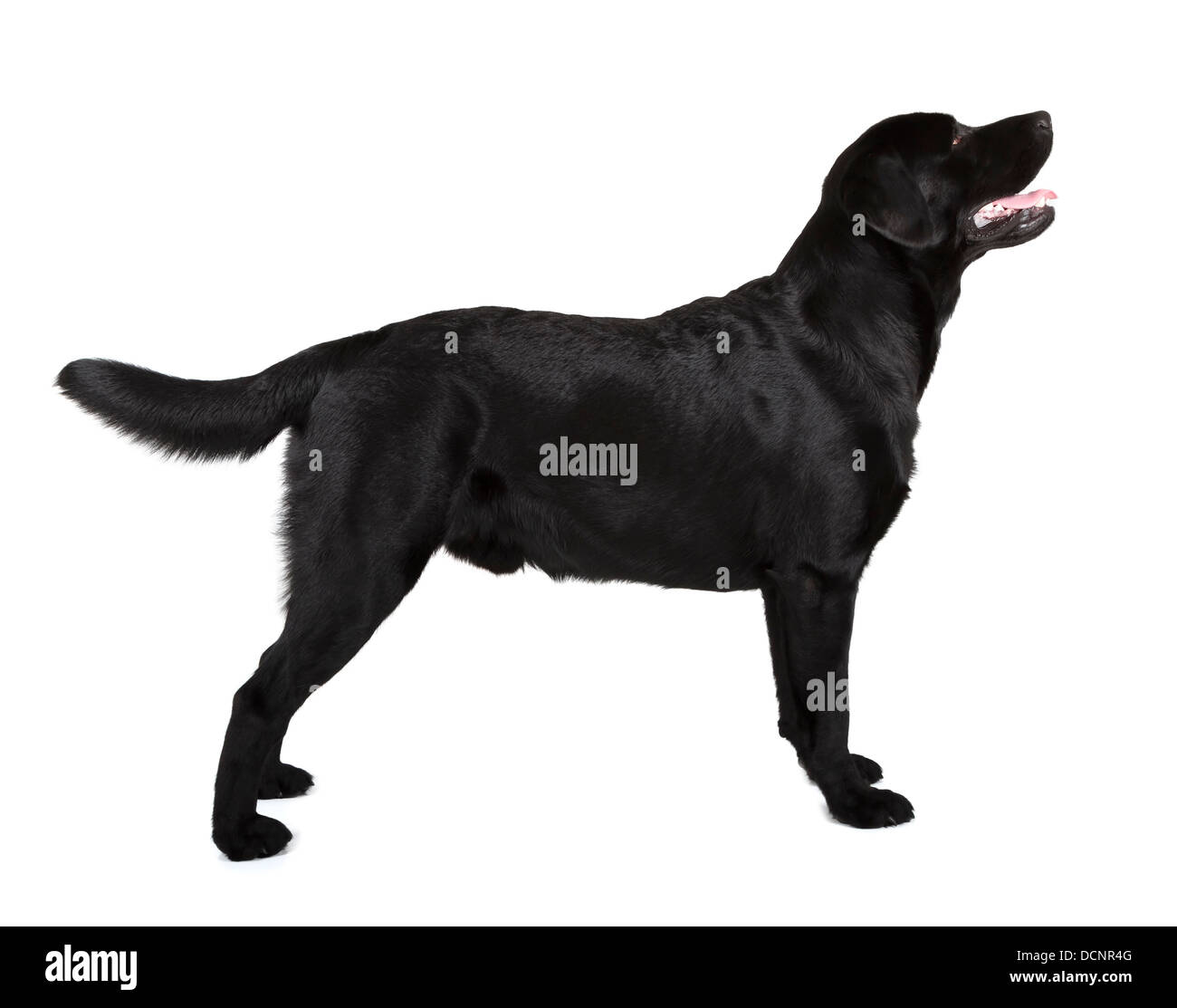 Labrador side view Cut Out Stock Images & Pictures - Alamy