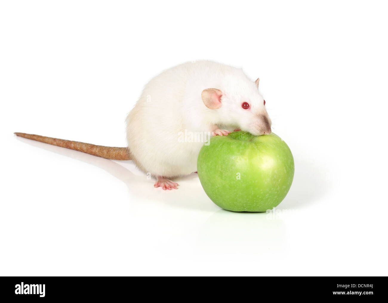 Big white rat hi-res stock photography and images - Alamy
