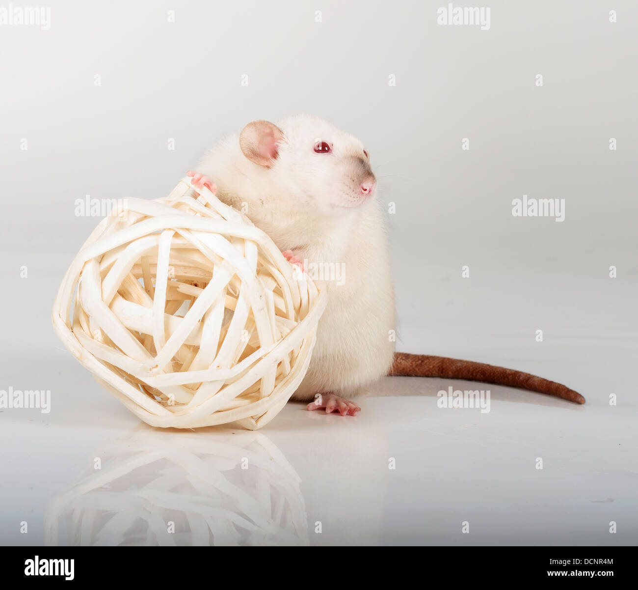 Big white rat hi-res stock photography and images - Alamy