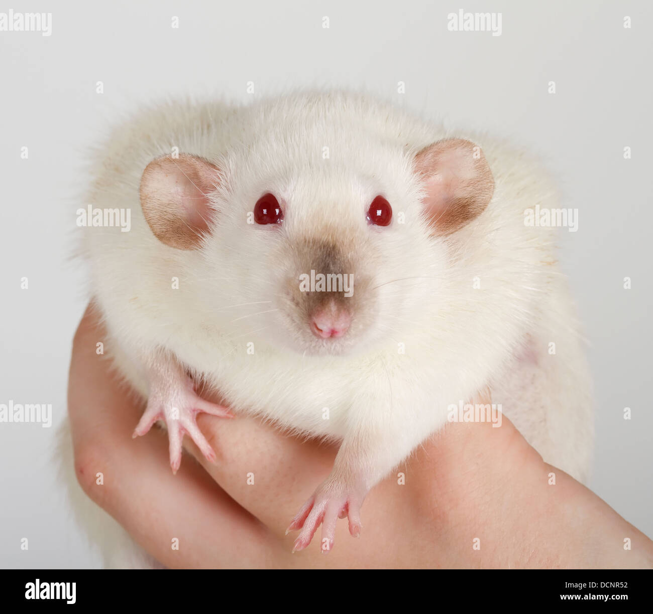 Fat Lab Mouse High Resolution Stock Photography and Images - Alamy