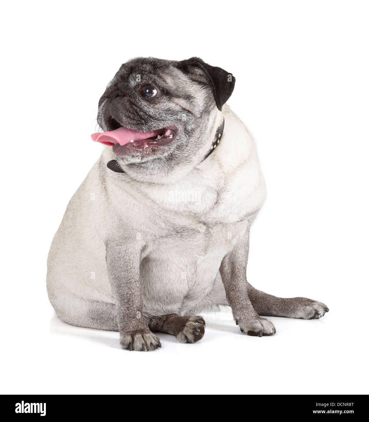 Pug dog isolated on white background Stock Photo - Alamy
