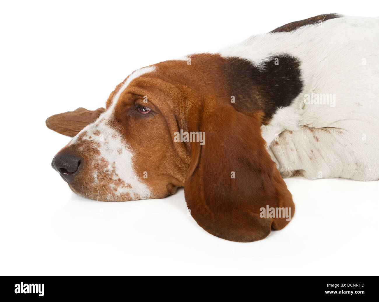Basset Hound isolated on white background Stock Photo - Alamy