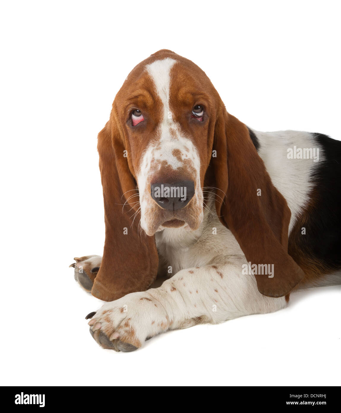 Basset Hound isolated on white background Stock Photo - Alamy