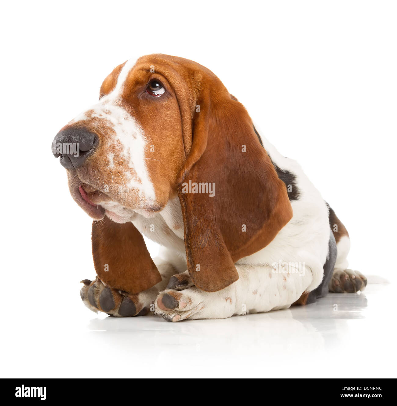 Basset Hound isolated on white background Stock Photo - Alamy