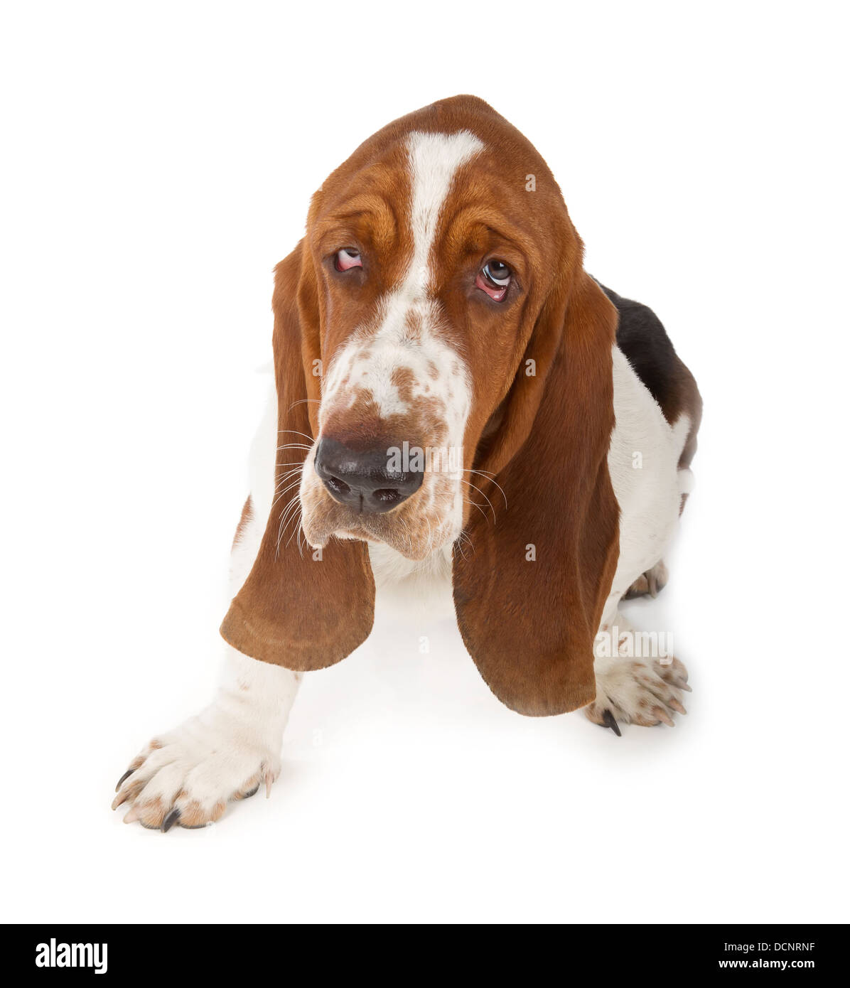 Basset Hound isolated on white background Stock Photo - Alamy