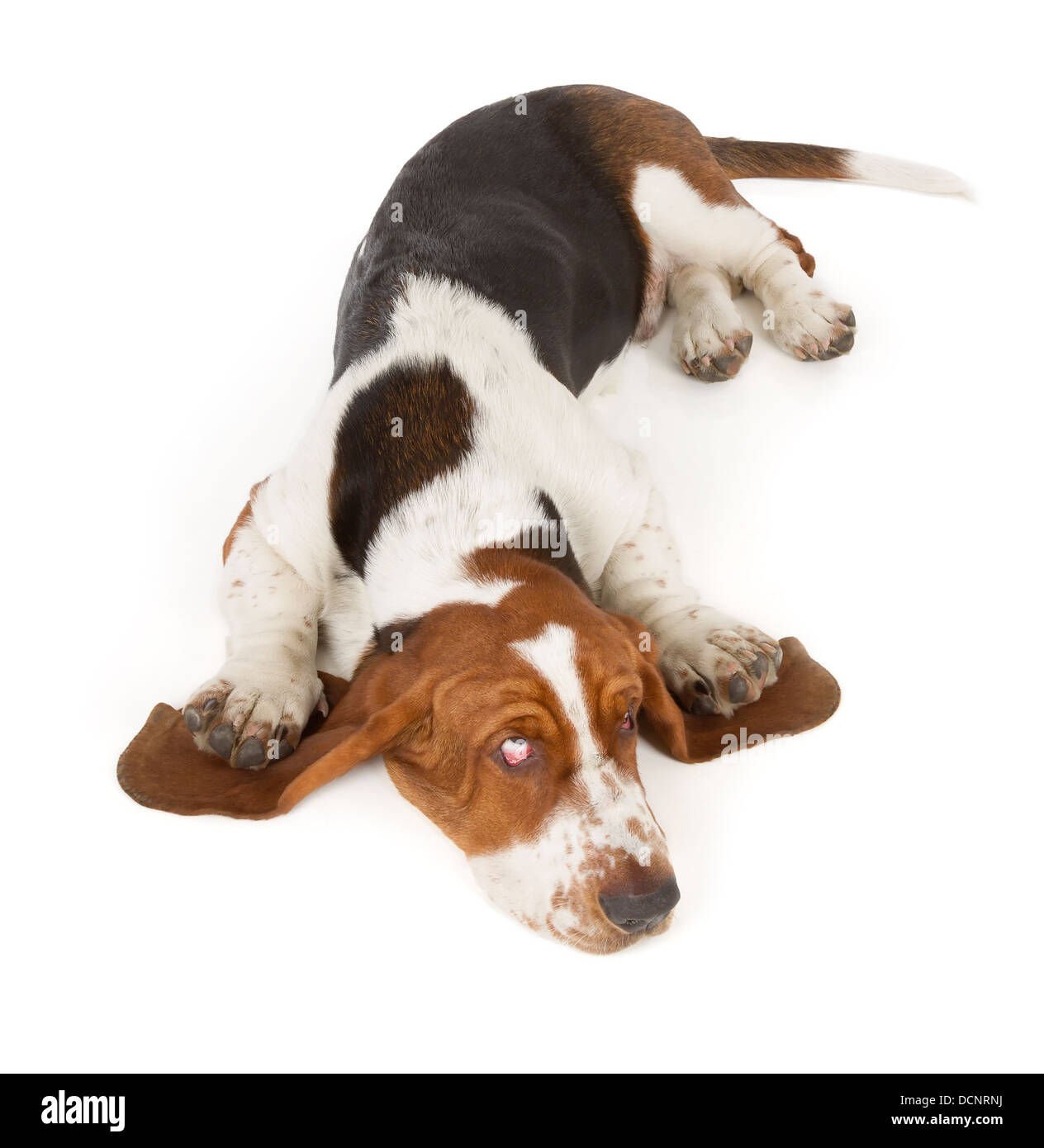 Basset Hound isolated on white background Stock Photo - Alamy