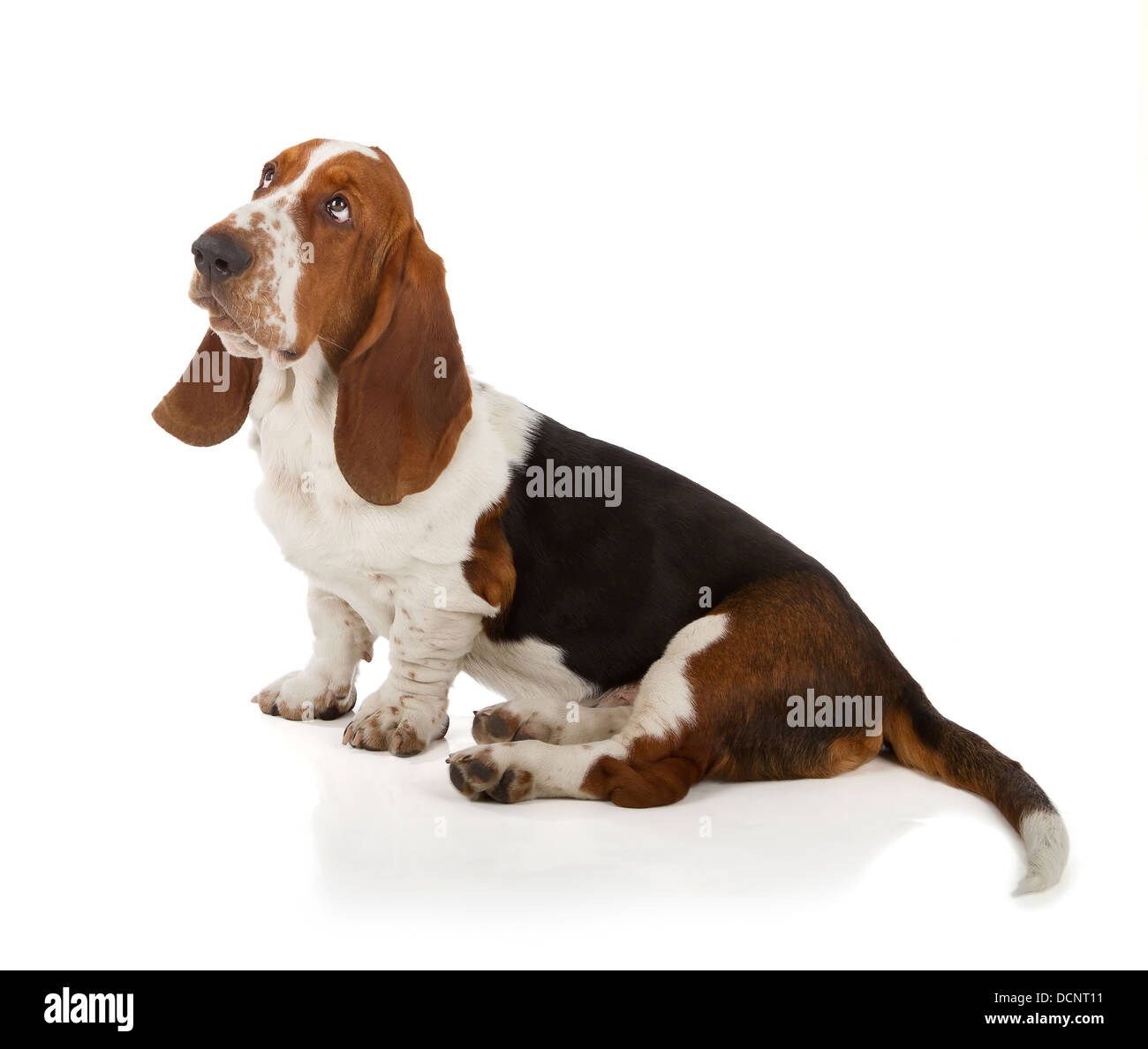 Basset Hound isolated on white background Stock Photo - Alamy