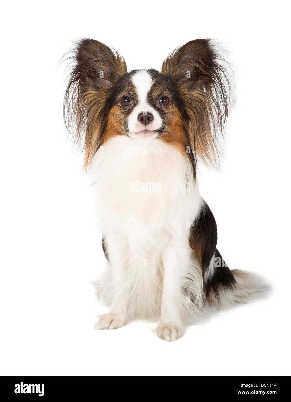 Pure White Papillon Dog
