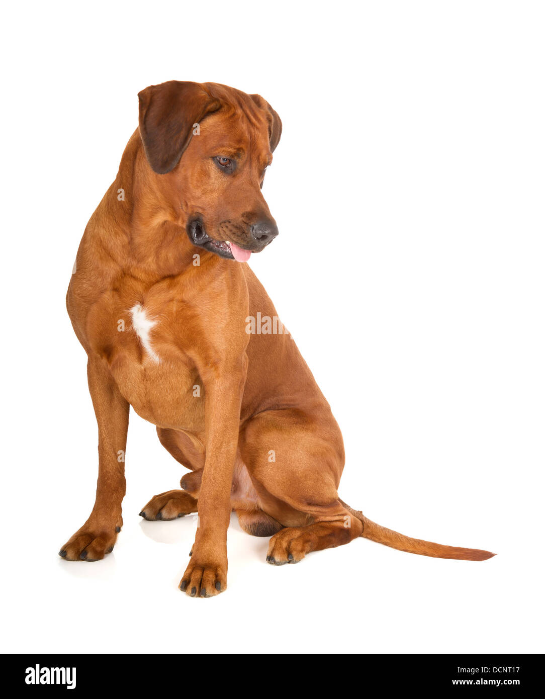Rhodesian Ridgeback isolated on white background Stock Photo - Alamy