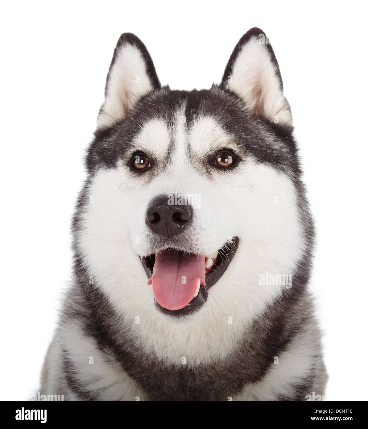 Siberian Husky isolated on white background Stock Photo - Alamy