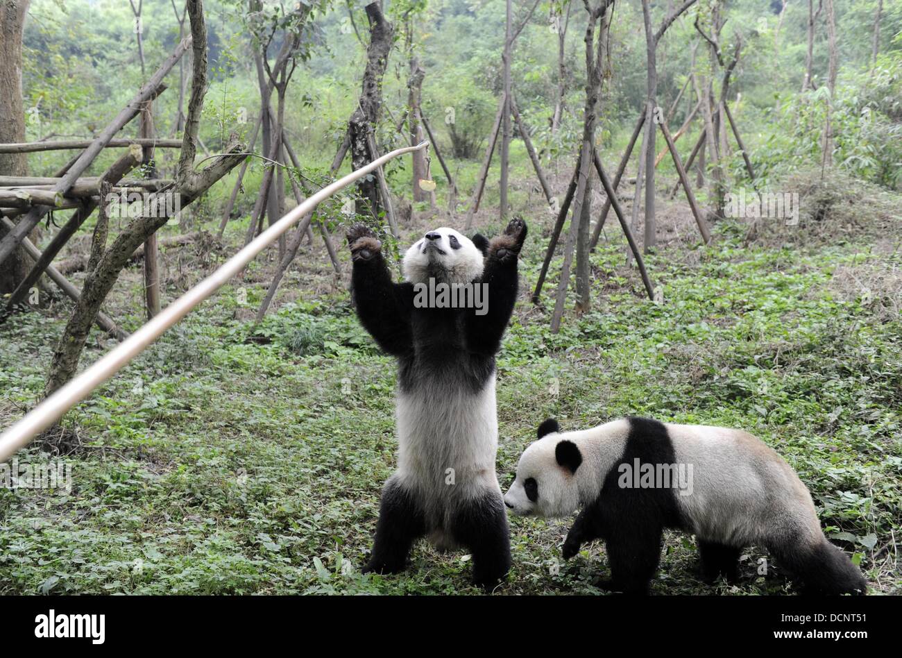 Pandas eating apples Pandas being fed slices of apple from the end of a ...