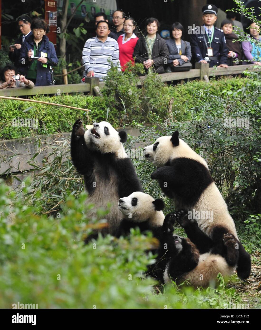 Pandas eating apples Pandas being fed slices of apple from the end of a ...