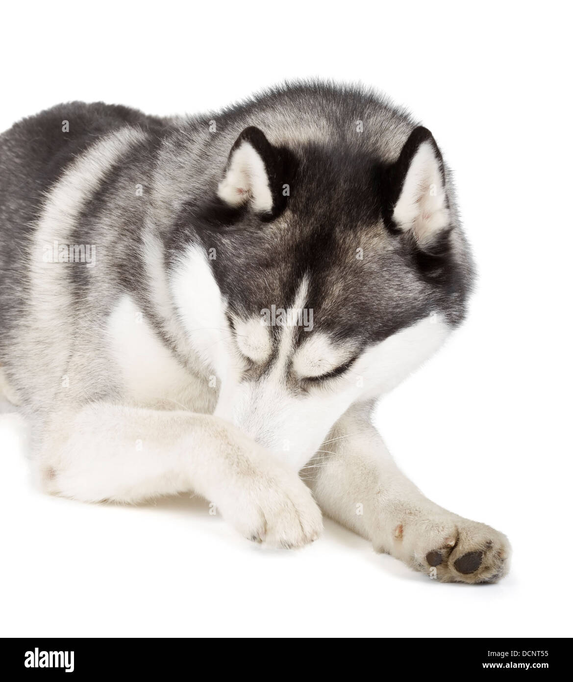 Siberian Husky isolated on white background Stock Photo - Alamy