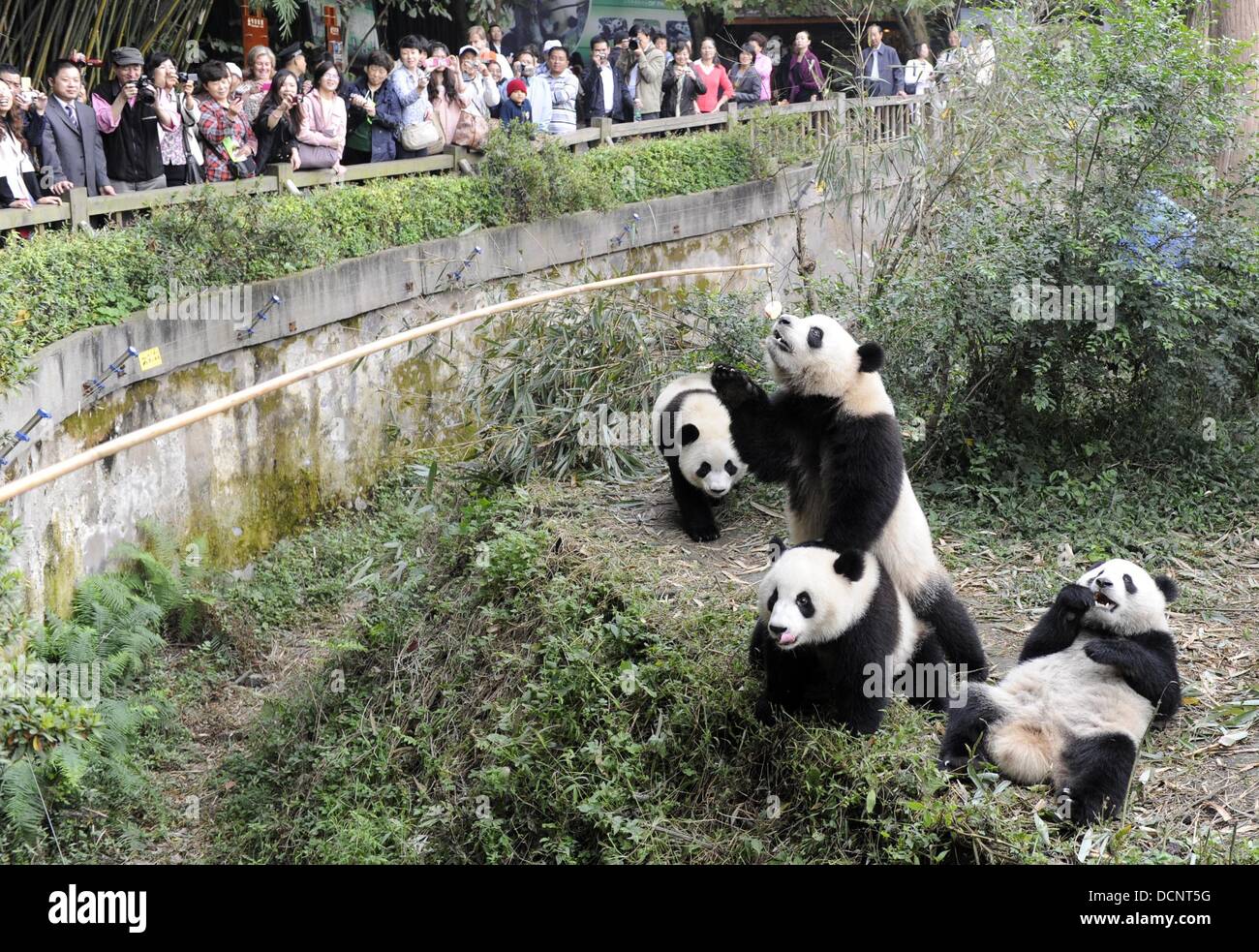 Pandas eating apples Pandas being fed slices of apple from the end of a ...