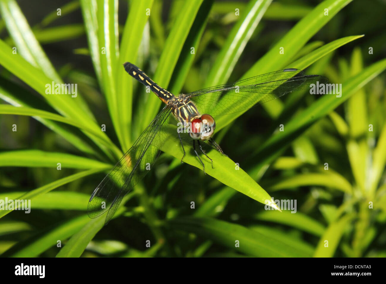 Red Eyed Dragonfly on a leaf Stock Photo - Alamy