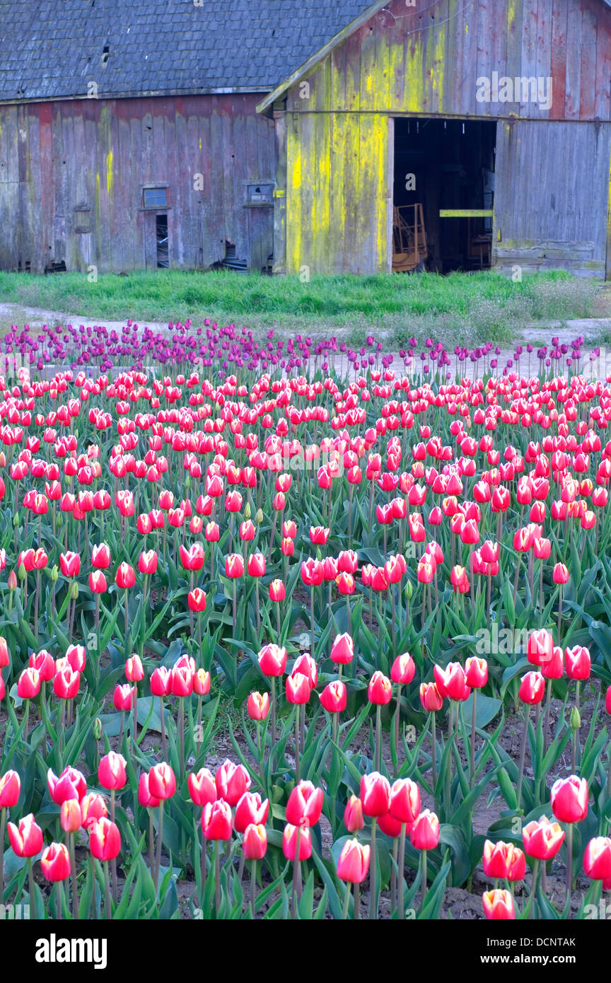 Tulips and Barn Stock Photo - Alamy