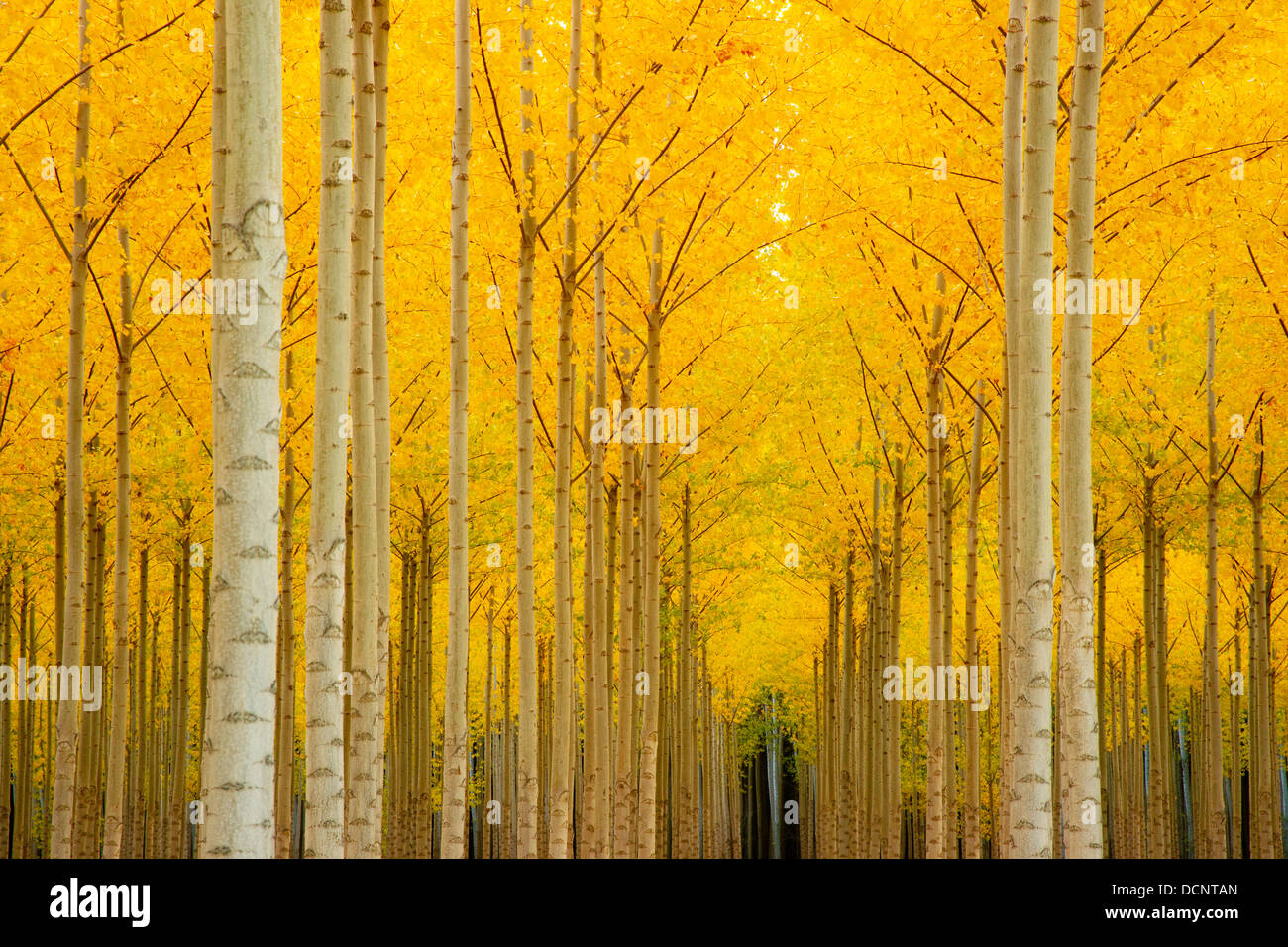 Yellow bark hi-res stock photography and images - Alamy