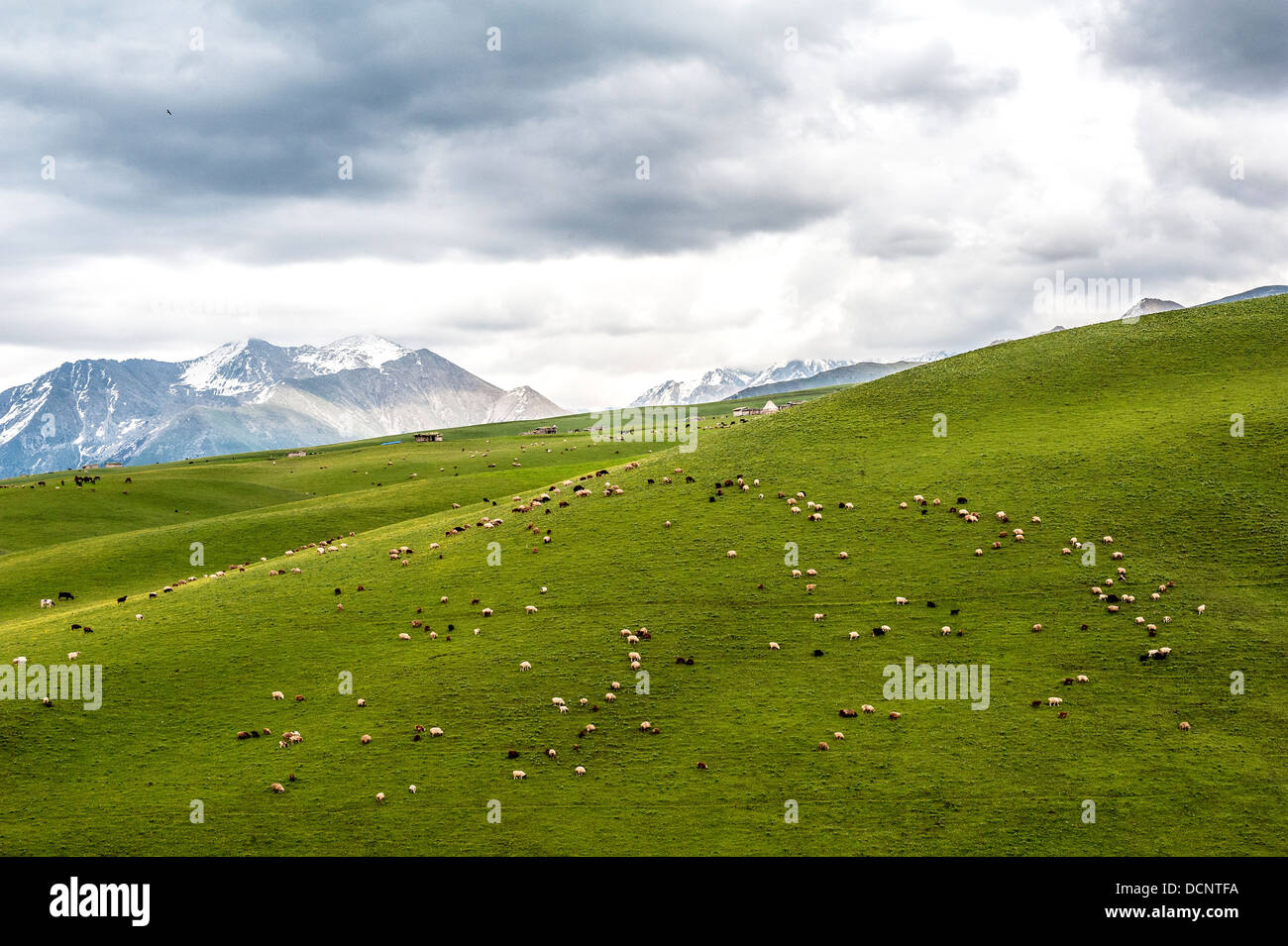 Xinjiang tianshan grassland hi-res stock photography and images - Alamy