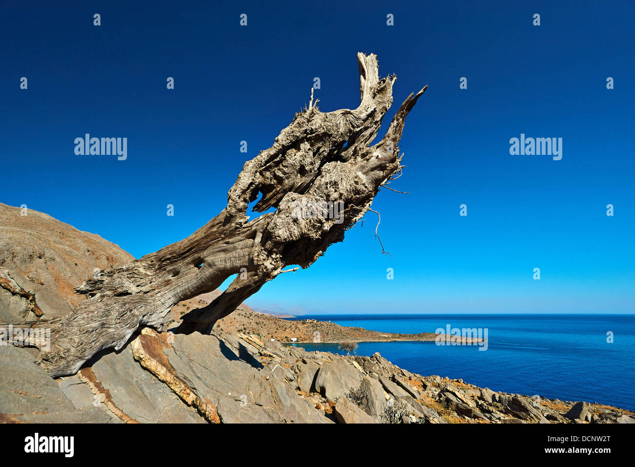 Ancient remains of a dead olive tree clinging to dry rock strata on the ...