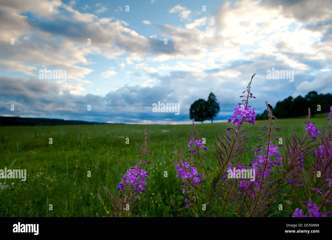 wild summer flower on meadows Stock Photo - Alamy