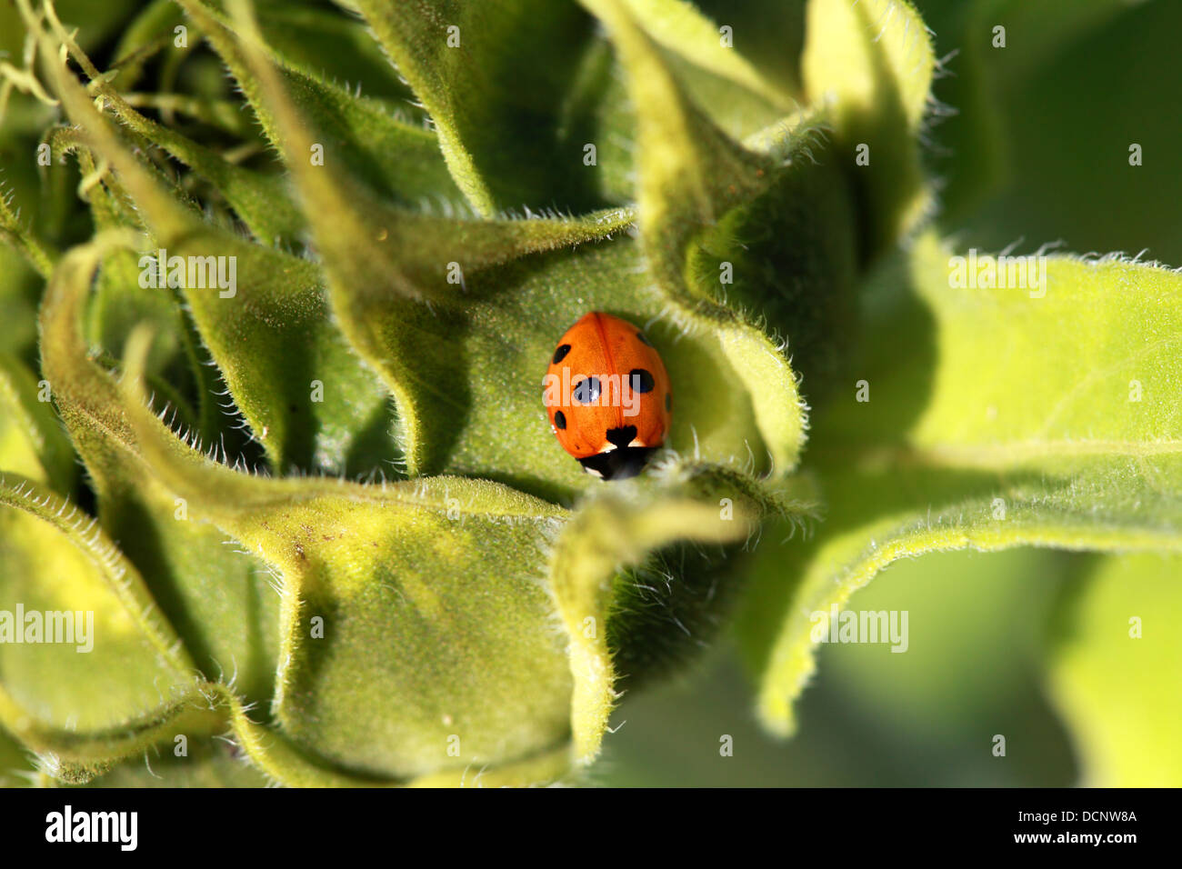 ladybird on sun flower Stock Photo - Alamy
