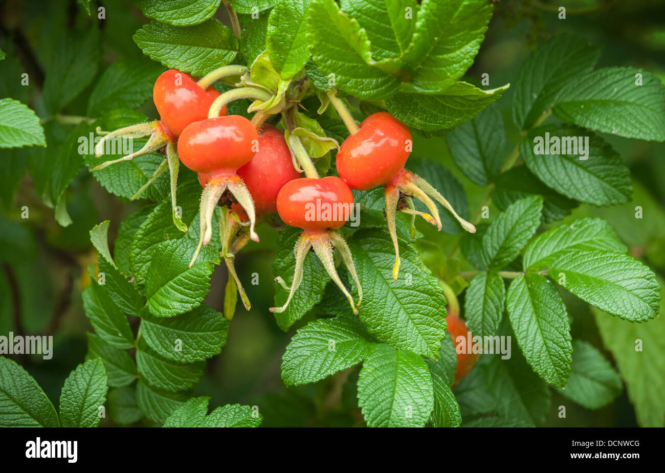 Ripe red berries of wild rose on the branches Stock Photo - Alamy
