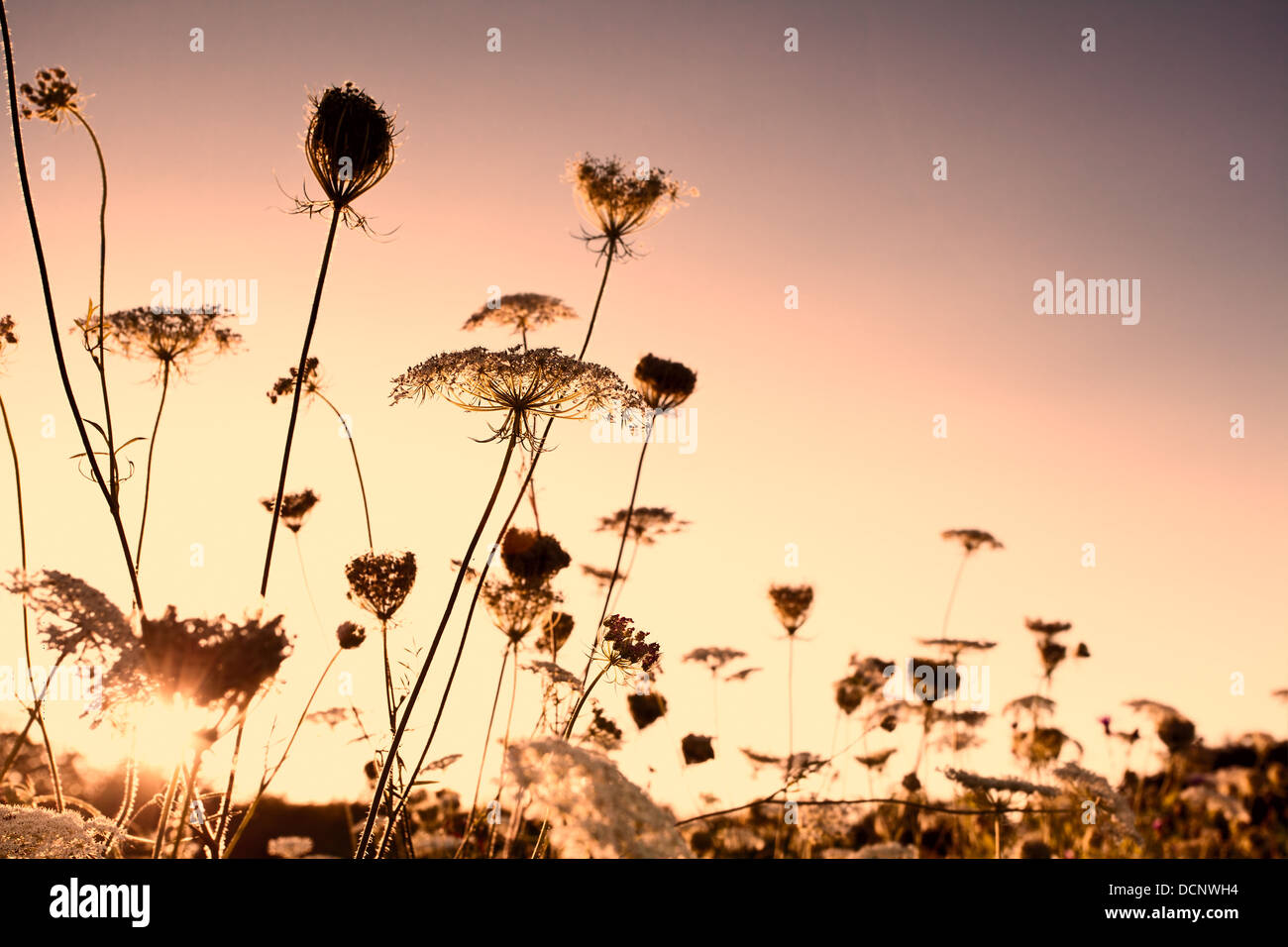 wildflowers at sunset Stock Photo - Alamy