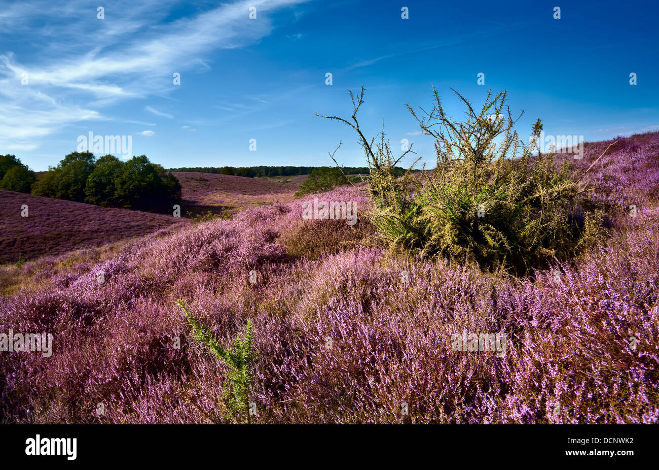 Dutch dunes covered with perennial shrub - Calluna vulgaris Stock Photo ...