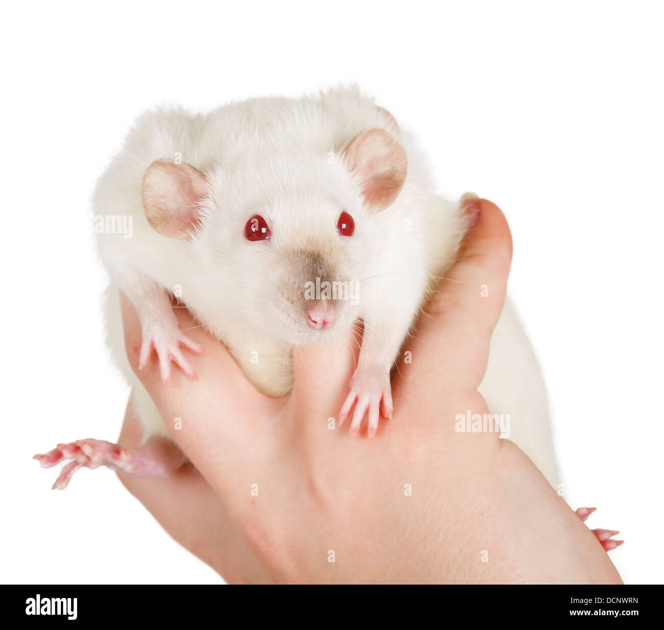 Lab rat hi-res stock photography and images - Alamy