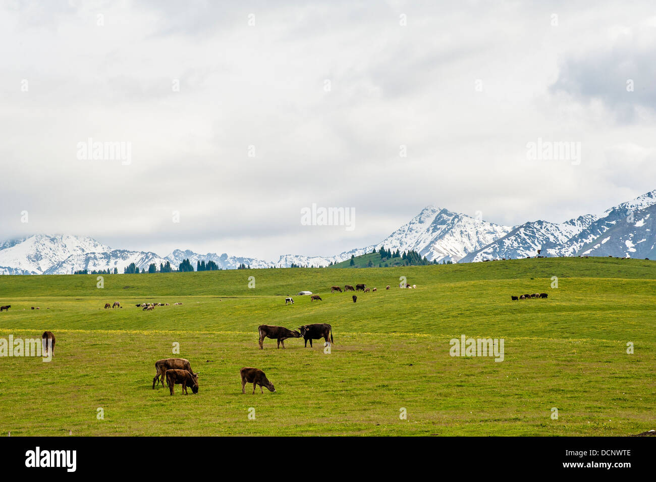 Grazing cow in Kalajun grassland, Xinjiang Stock Photo - Alamy