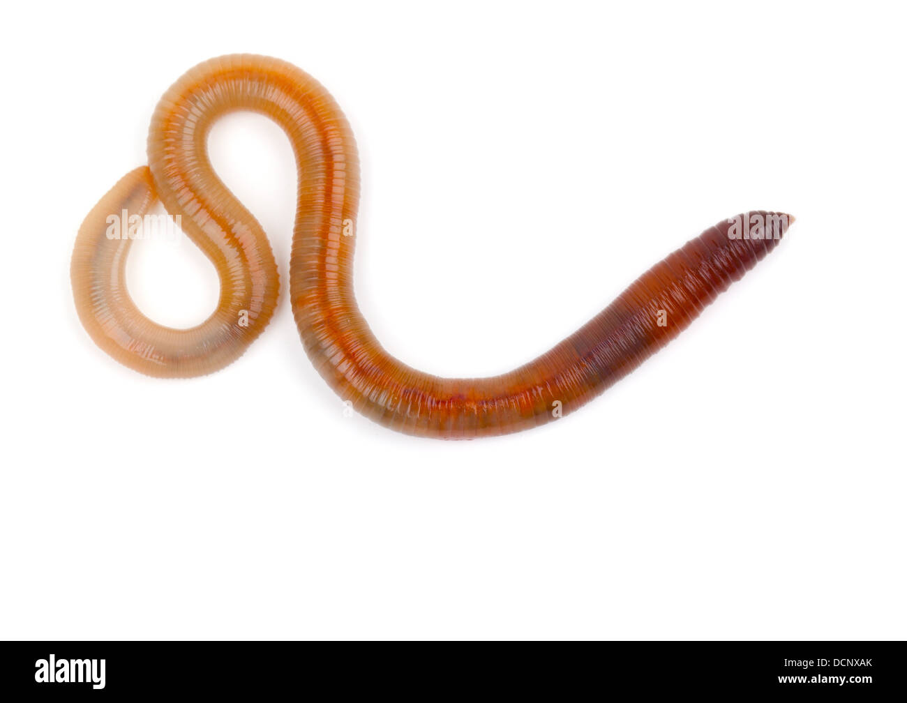 Animal earthworm on white background Stock Photo - Alamy