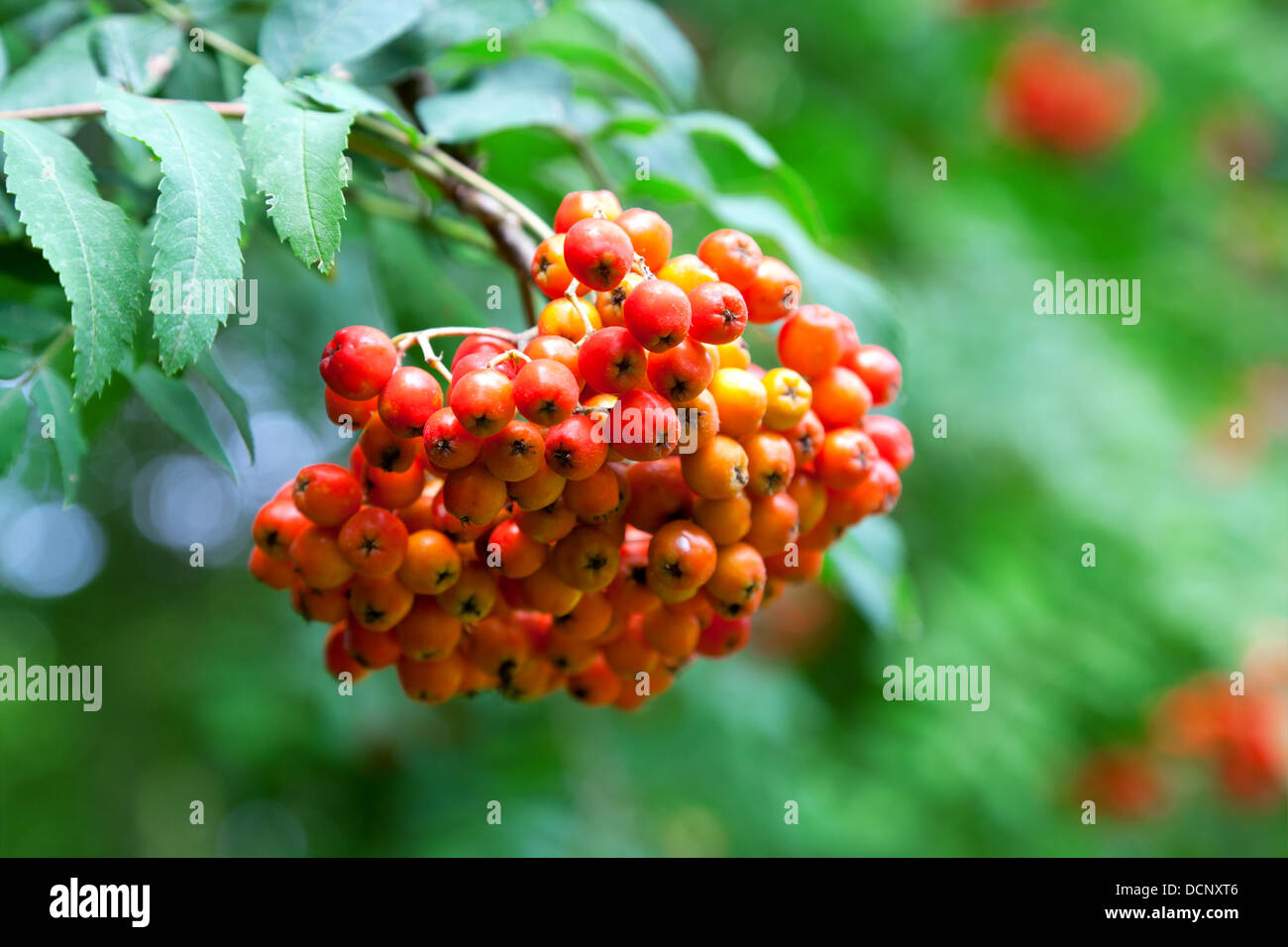 A tree with rowan berries in the fall Stock Photo - Alamy