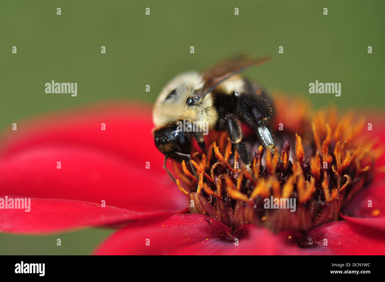 Bee and Flower Stock Photo - Alamy