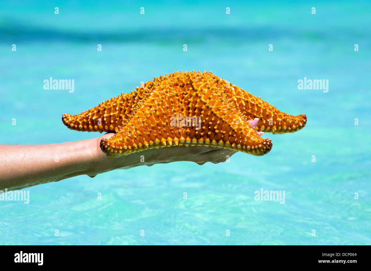 Starfish in hand Stock Photo - Alamy
