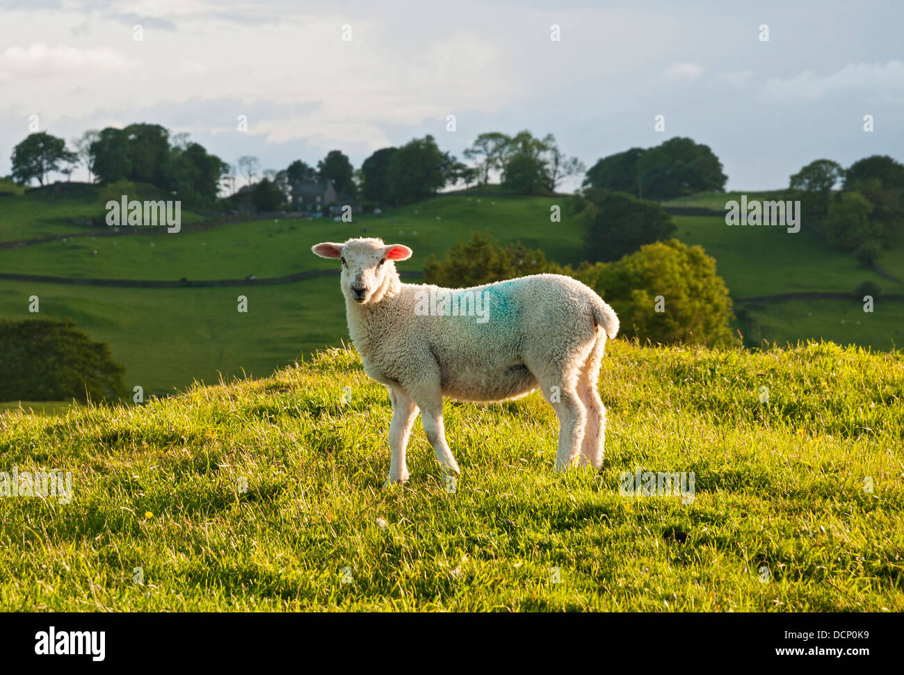 Sheep farm lamb england hi-res stock photography and images - Alamy