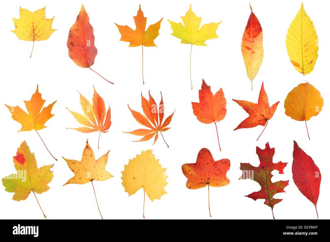 Autumn Leaf Collage Stock Photo - Alamy