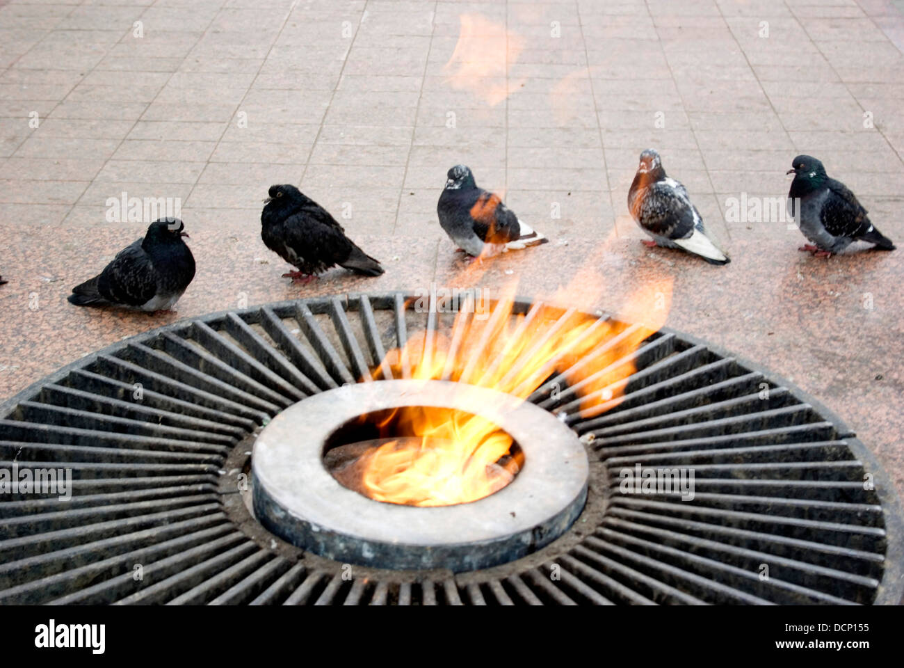 Don eagle hi-res stock photography and images - Alamy