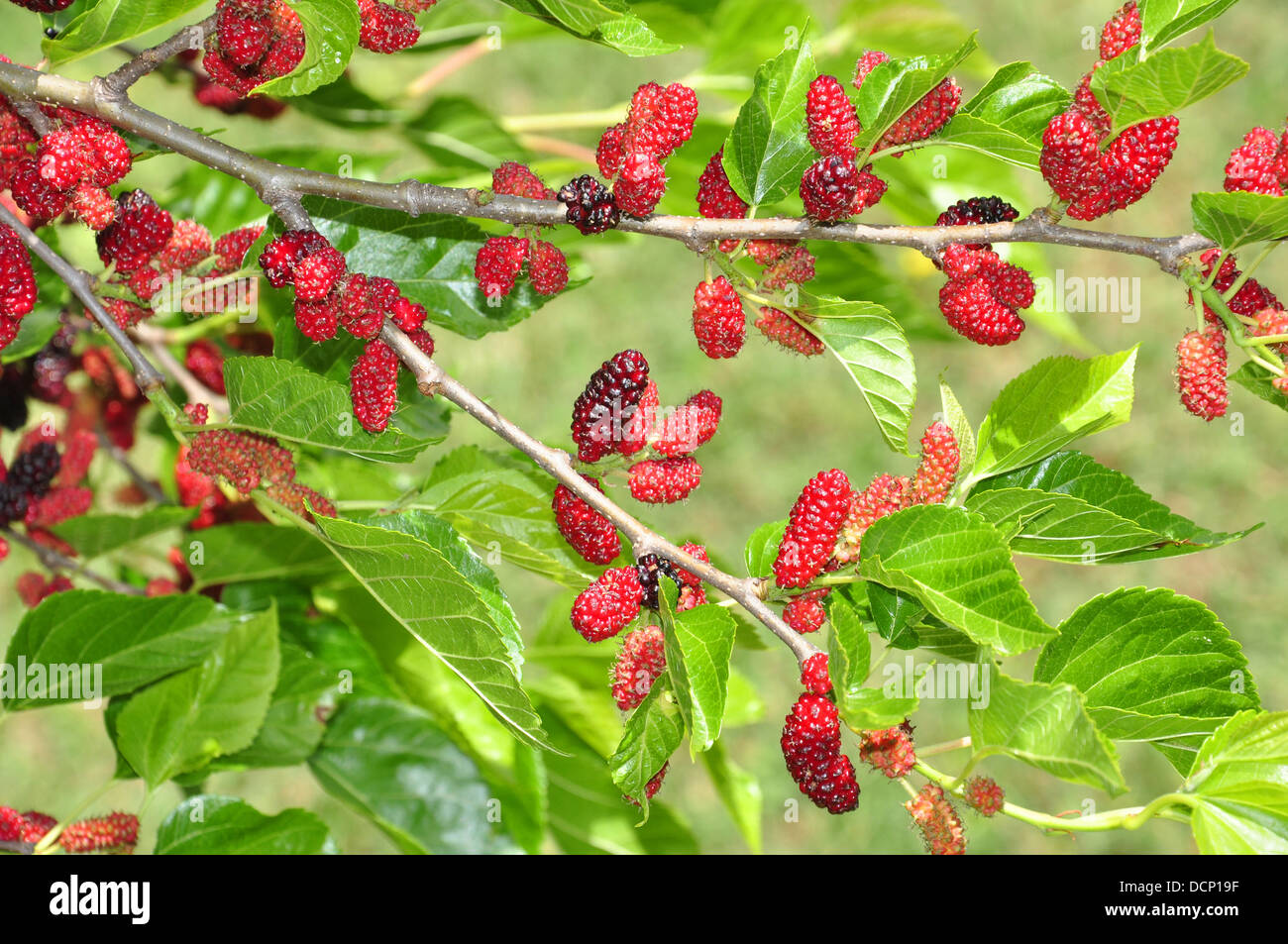 Mulberry Bush Stock Photo - Alamy
