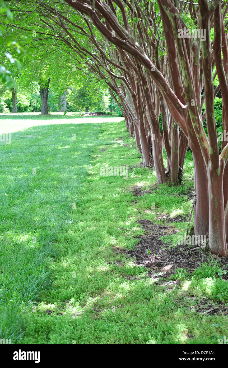 Garden Tree Border Stock Photo - Alamy