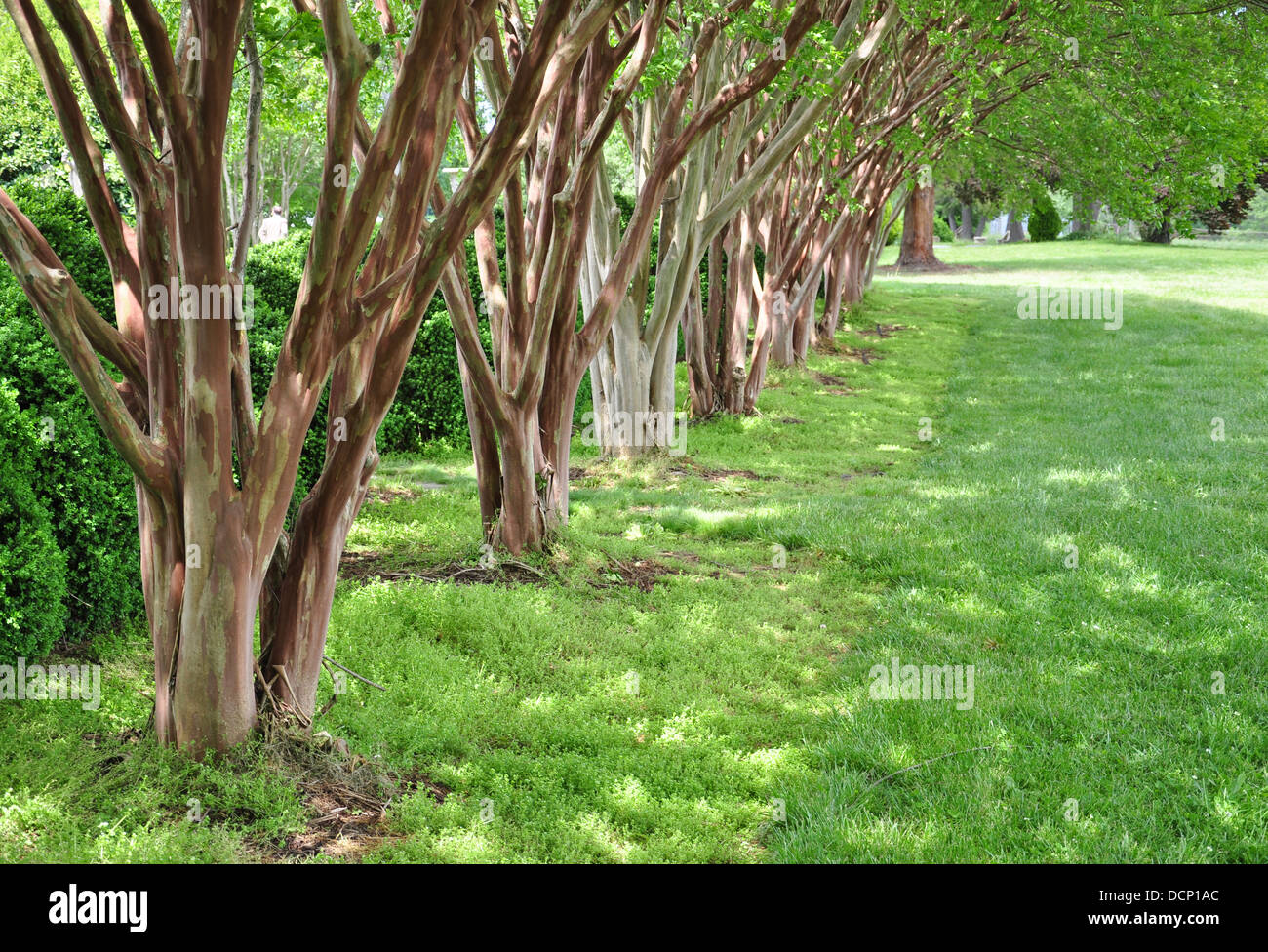 Garden Tree Border Stock Photo - Alamy
