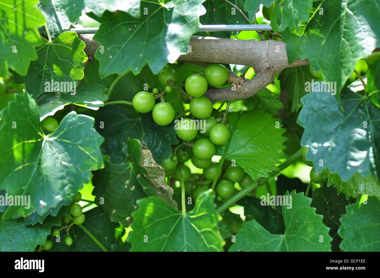 Scuppernong grapes hi-res stock photography and images - Alamy