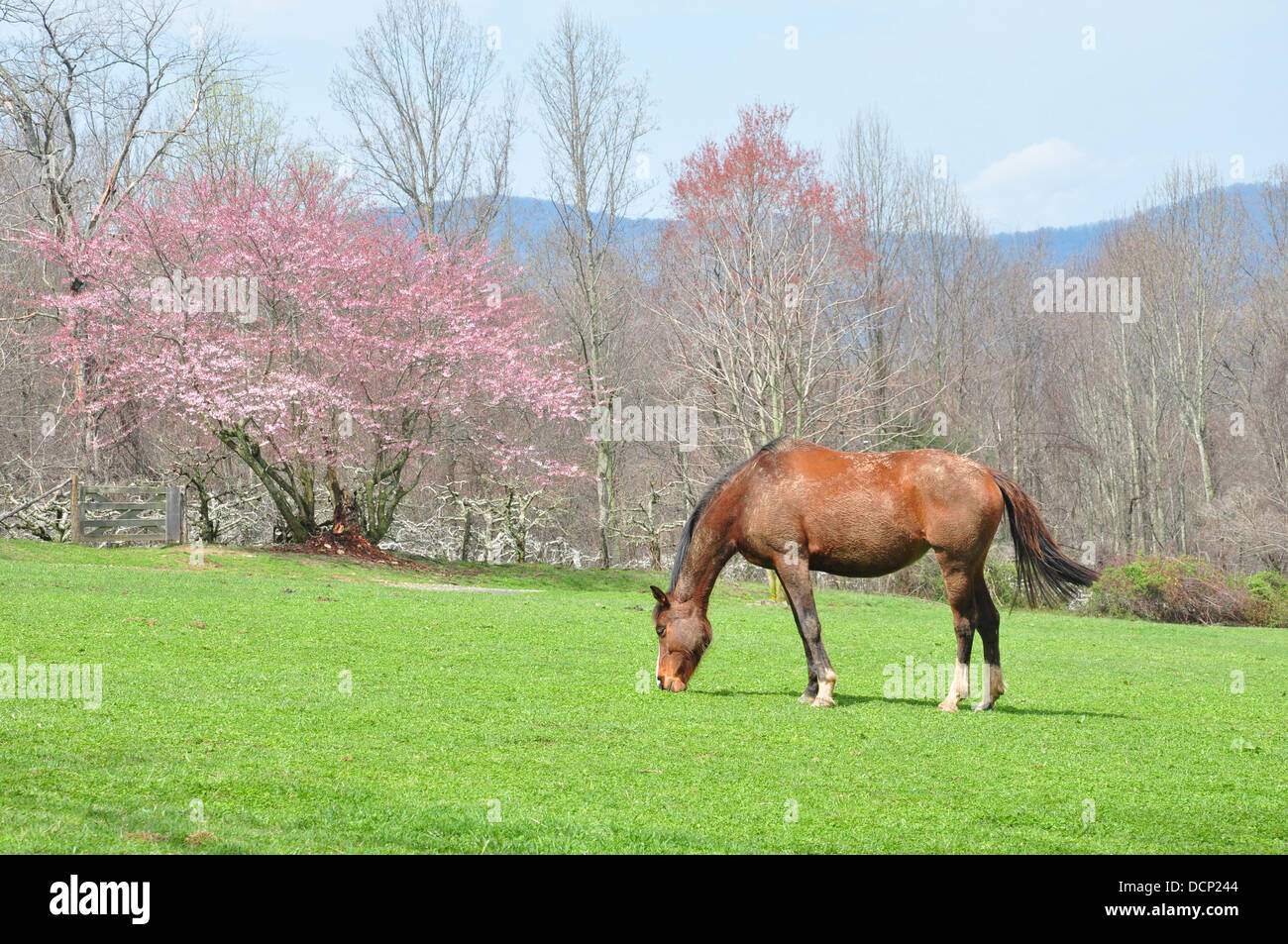 Horse in Spring Stock Photo - Alamy