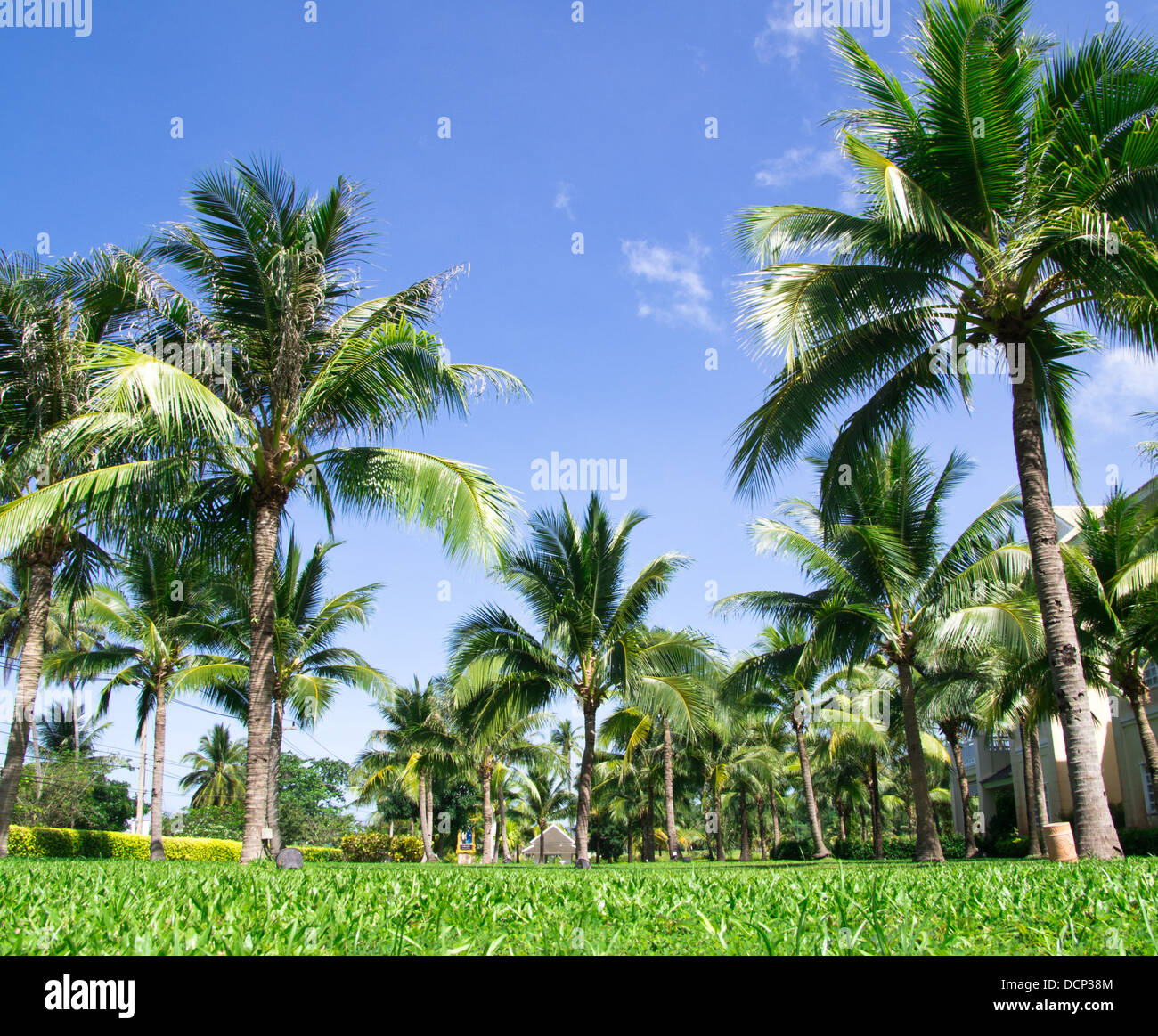 Green palm tree Stock Photo - Alamy