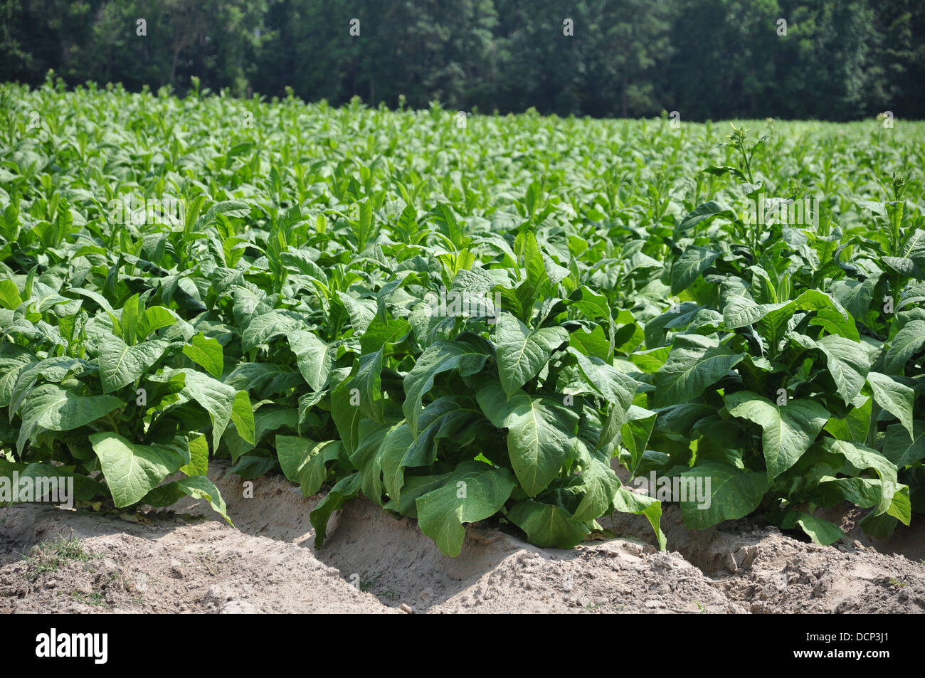 Tobacco farming north carolina hi-res stock photography and images - Alamy